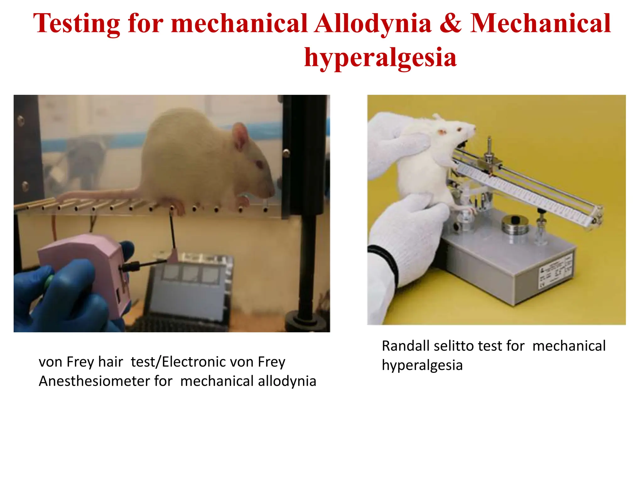 Pain Models-Screening Assay in vitro & in vivo | PPTX