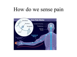 Pain Models-Screening Assay in vitro & in vivo | PPTX