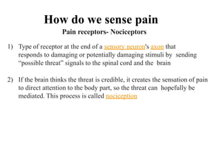 Pain Models-Screening Assay in vitro & in vivo | PPTX