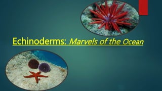 Echinoderms: Marvels of the Ocean Presentation. pptx | PPT
