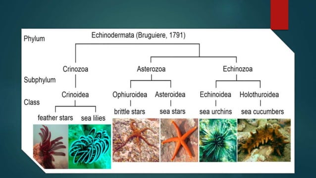 Echinoderms: Marvels of the Ocean Presentation. pptx | PPT
