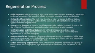 Echinoderms: Marvels of the Ocean Presentation. pptx | PPT