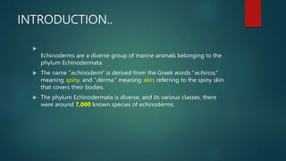 Echinoderms: Marvels of the Ocean Presentation. pptx | PPT