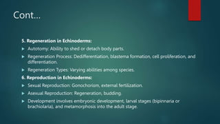 Echinoderms: Marvels of the Ocean Presentation. pptx | PPT