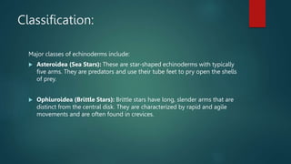 Echinoderms: Marvels of the Ocean Presentation. pptx | PPT