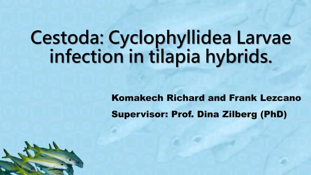 Amirthalingamia macracantha Cestodes larvae infection in Tilapia ...