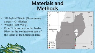 Amirthalingamia macracantha Cestodes larvae infection in Tilapia ...