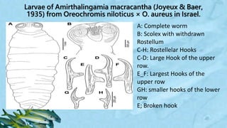 Amirthalingamia macracantha Cestodes larvae infection in Tilapia ...
