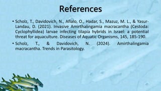 Amirthalingamia macracantha Cestodes larvae infection in Tilapia ...