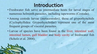 Amirthalingamia macracantha Cestodes larvae infection in Tilapia ...