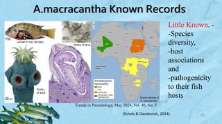Amirthalingamia macracantha Cestodes larvae infection in Tilapia ...
