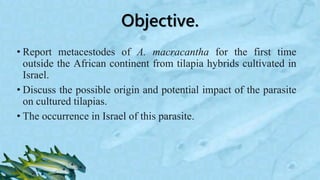 Amirthalingamia macracantha Cestodes larvae infection in Tilapia ...