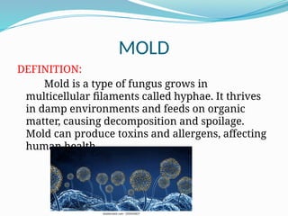 IMPORTANT MICROORGANISM IN FOOD YEAST,MOLD | PPTX
