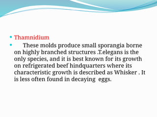 IMPORTANT MICROORGANISM IN FOOD YEAST,MOLD | PPTX
