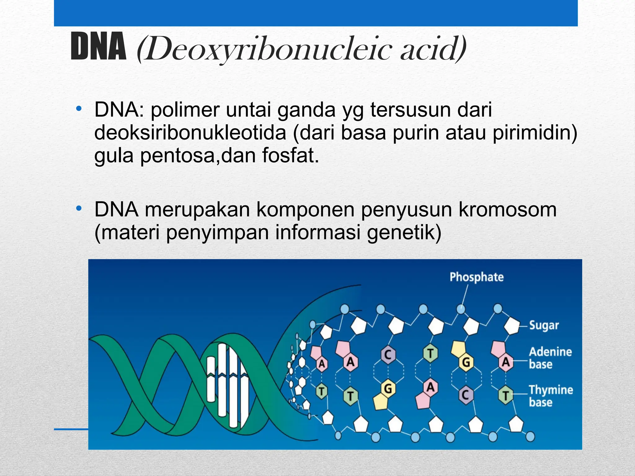 Tahapan Ekstraksi dan Purifikasi DNA, pengukuran kualitas DNA | PPTX