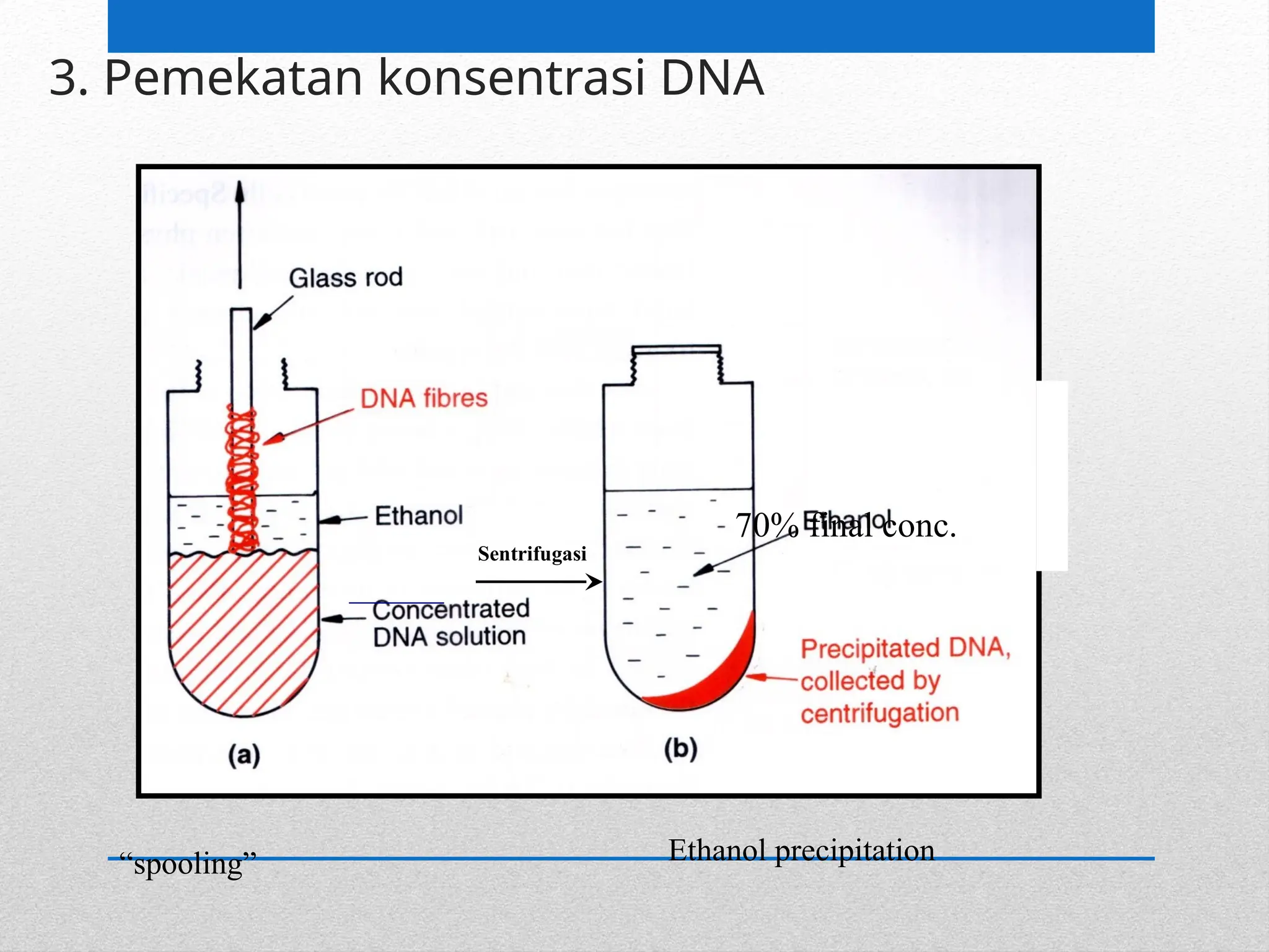 Tahapan Ekstraksi dan Purifikasi DNA, pengukuran kualitas DNA | PPTX