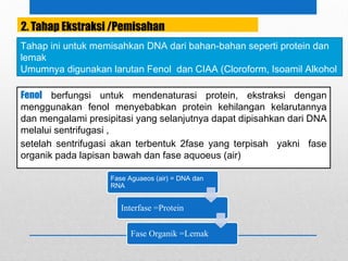 Tahapan Ekstraksi dan Purifikasi DNA, pengukuran kualitas DNA | PPTX