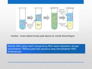 Tahapan Ekstraksi dan Purifikasi DNA, pengukuran kualitas DNA | PPTX
