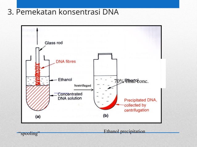 Tahapan Ekstraksi dan Purifikasi DNA, pengukuran kualitas DNA | PPTX