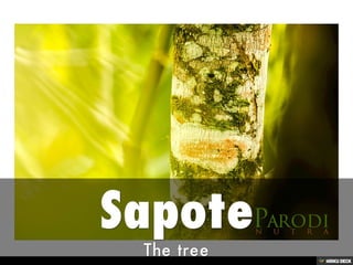 Sapote, the super fruit | PDF