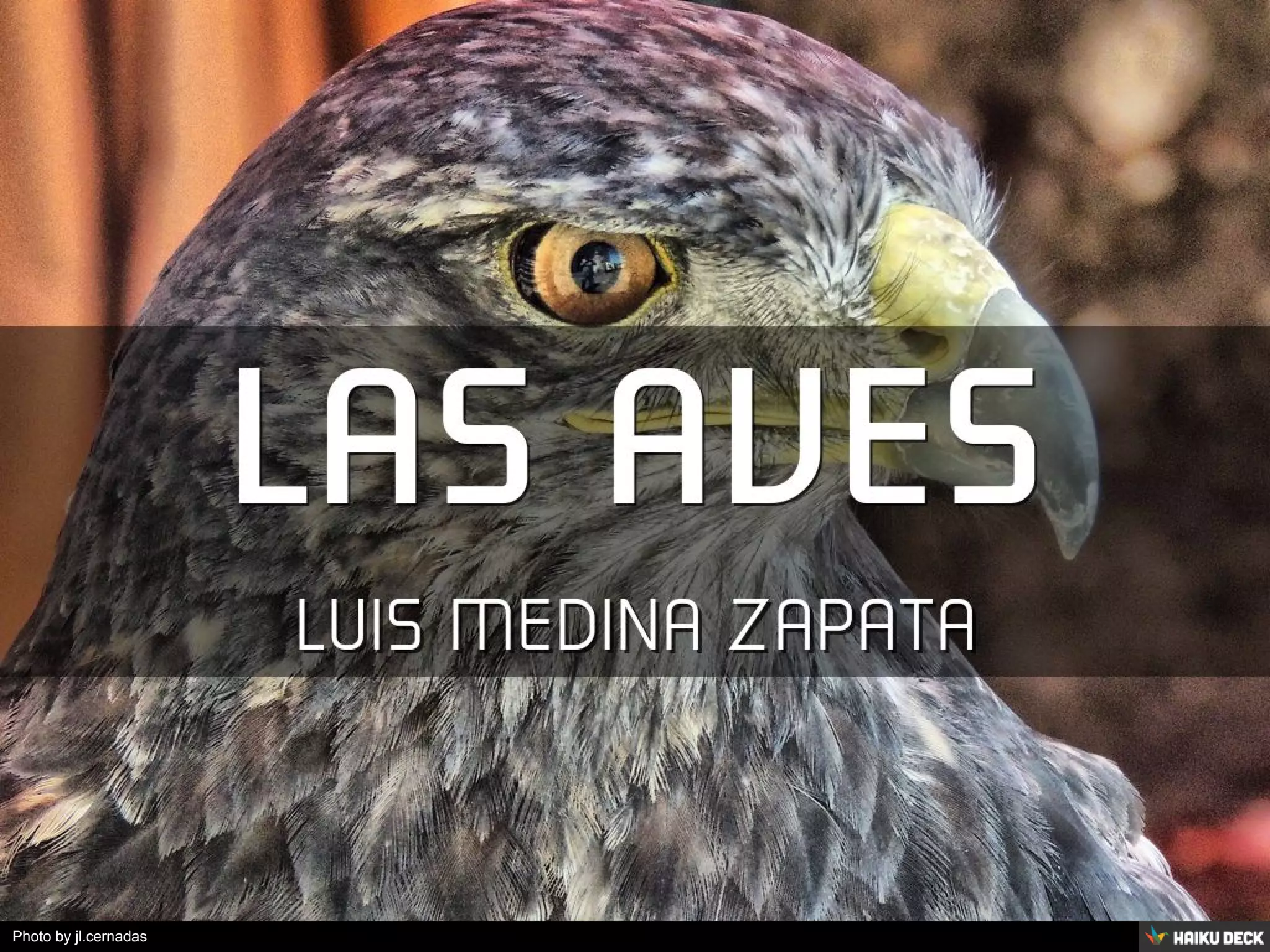 LAS AVES | PPT