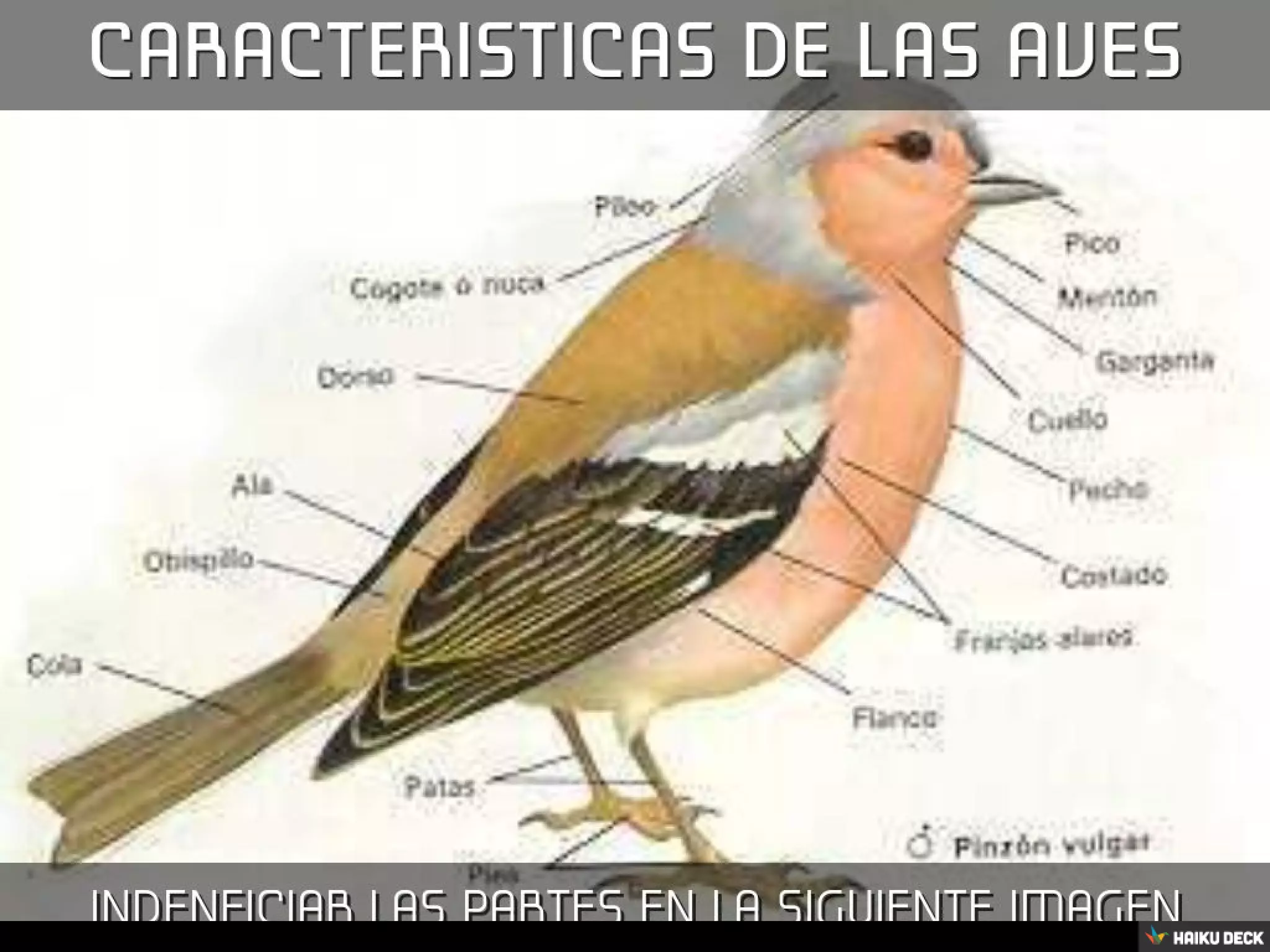 LAS AVES | PPT