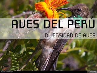 LAS AVES | PPT