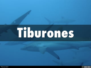 Tiburones | PDF