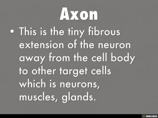 THE NEUROSCIENCE OF LEARNING. | PDF