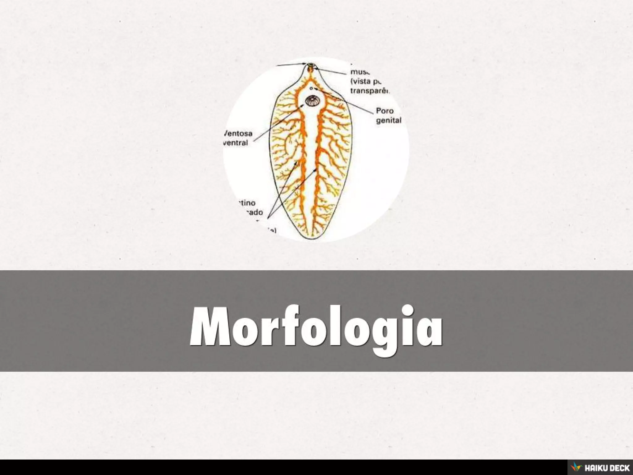 Fasciola Hepatica | PDF | Marketing and Advertising | Business