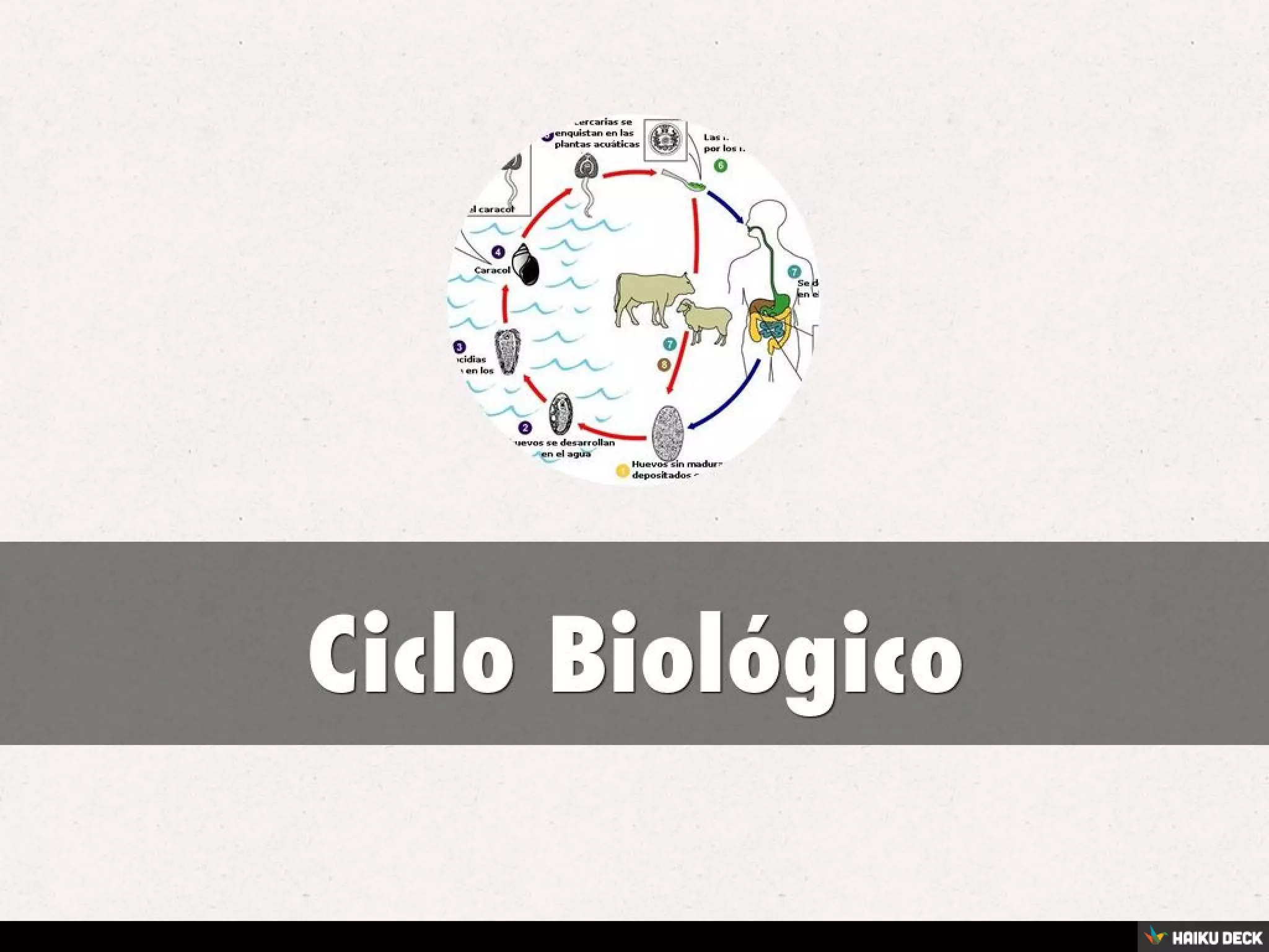 Fasciola Hepatica | PDF | Marketing and Advertising | Business