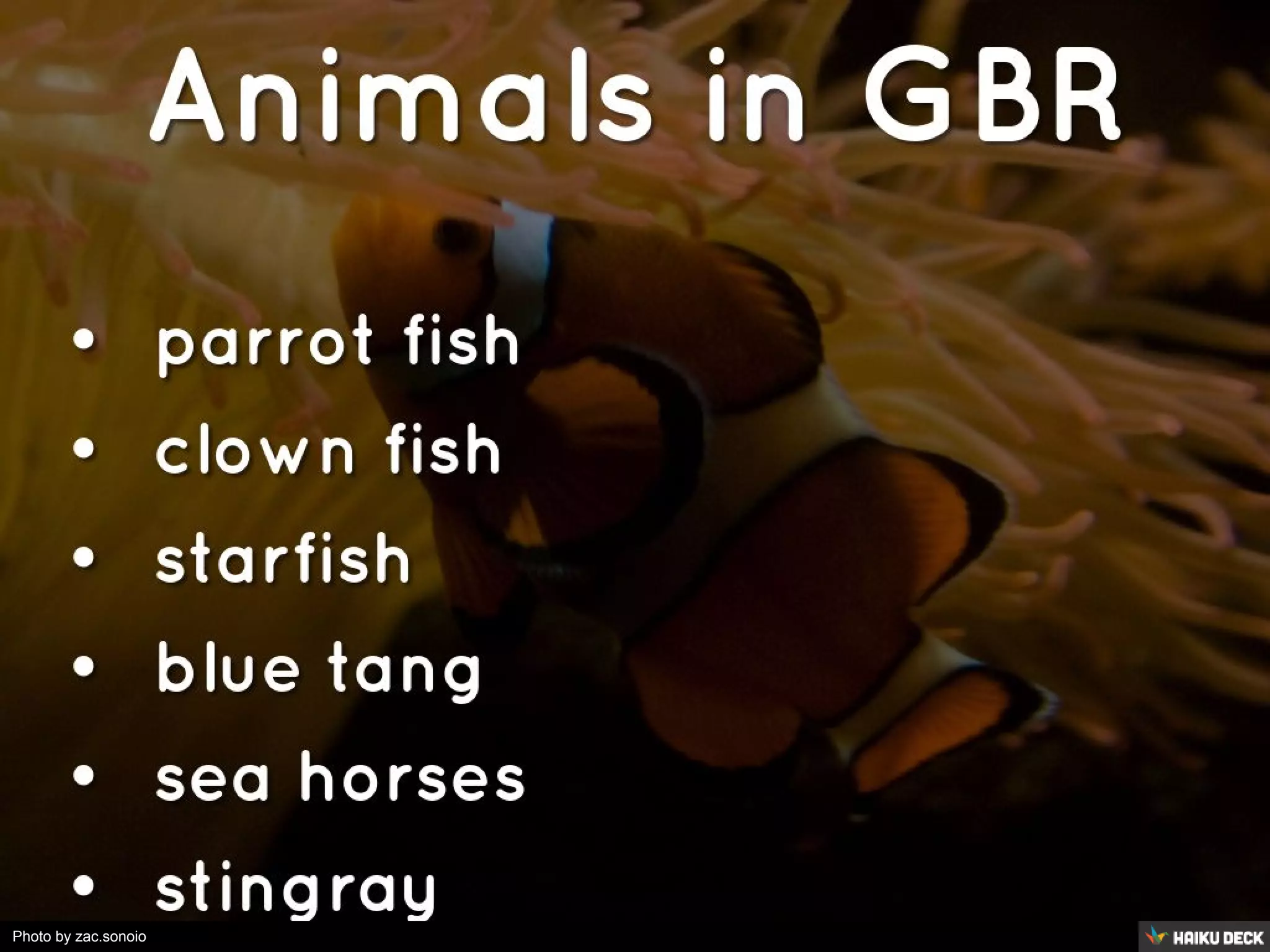 Great Barrier Reef Ecosystem | PDF