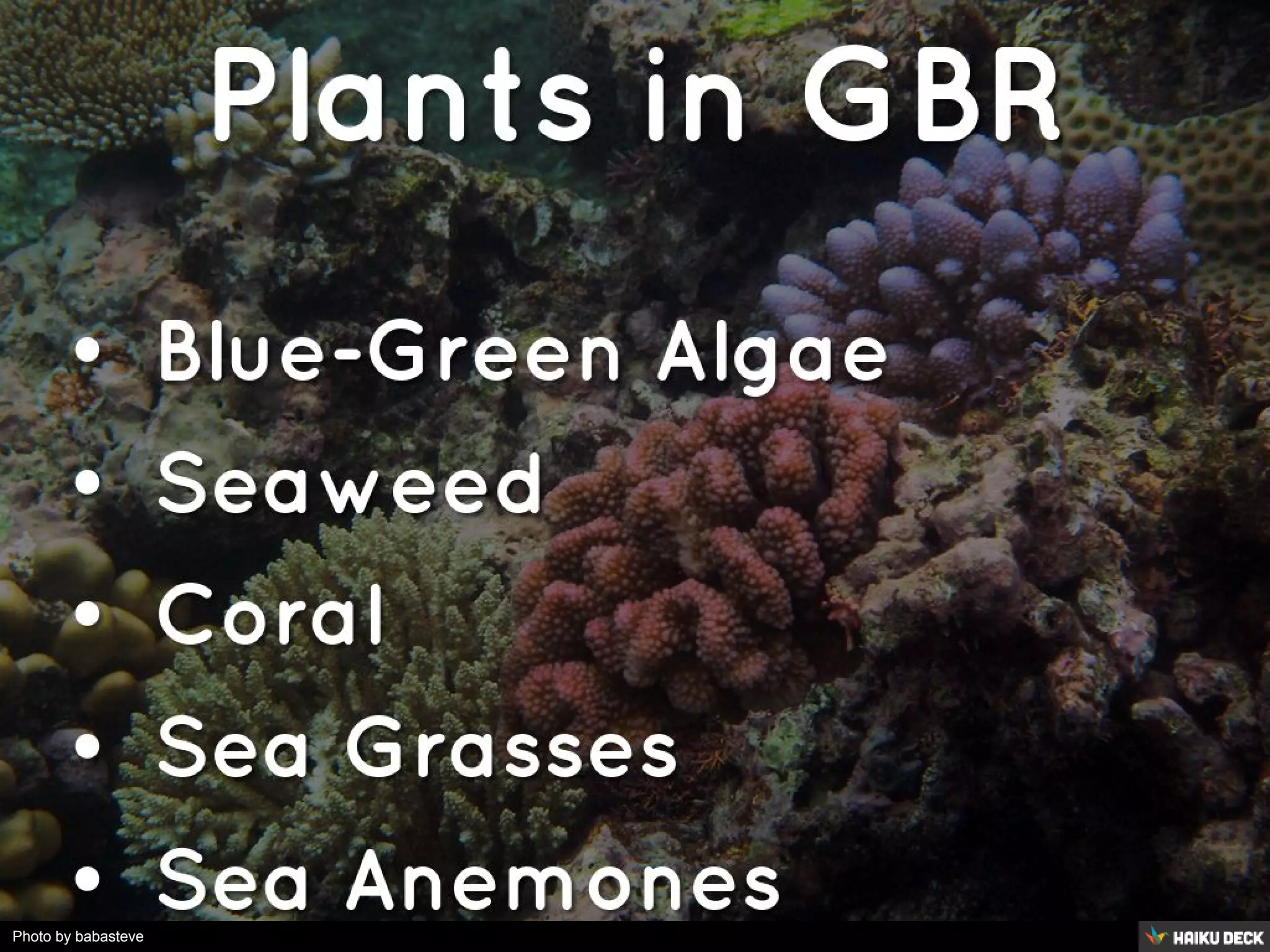 Great Barrier Reef Ecosystem | PPT