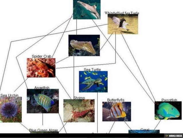 Great Barrier Reef Ecosystem