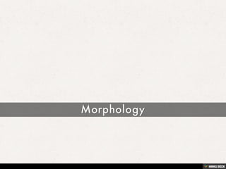 ELEMENTS OF LANGUAGE | PDF