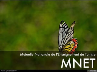 MNET | PDF