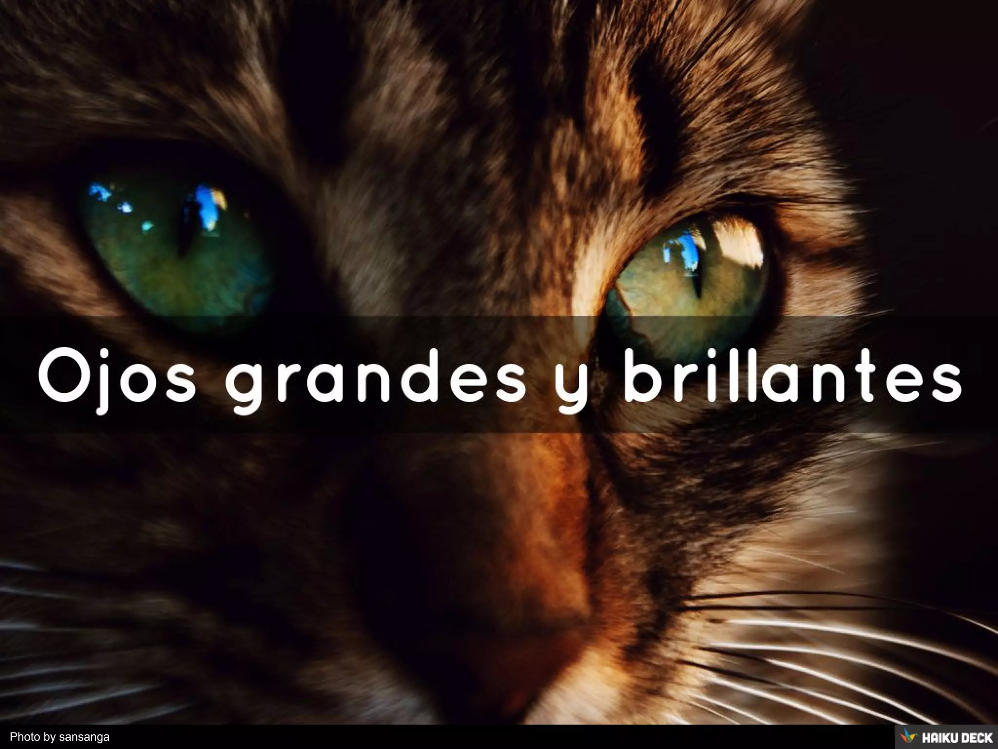 Los Gatos | PPT