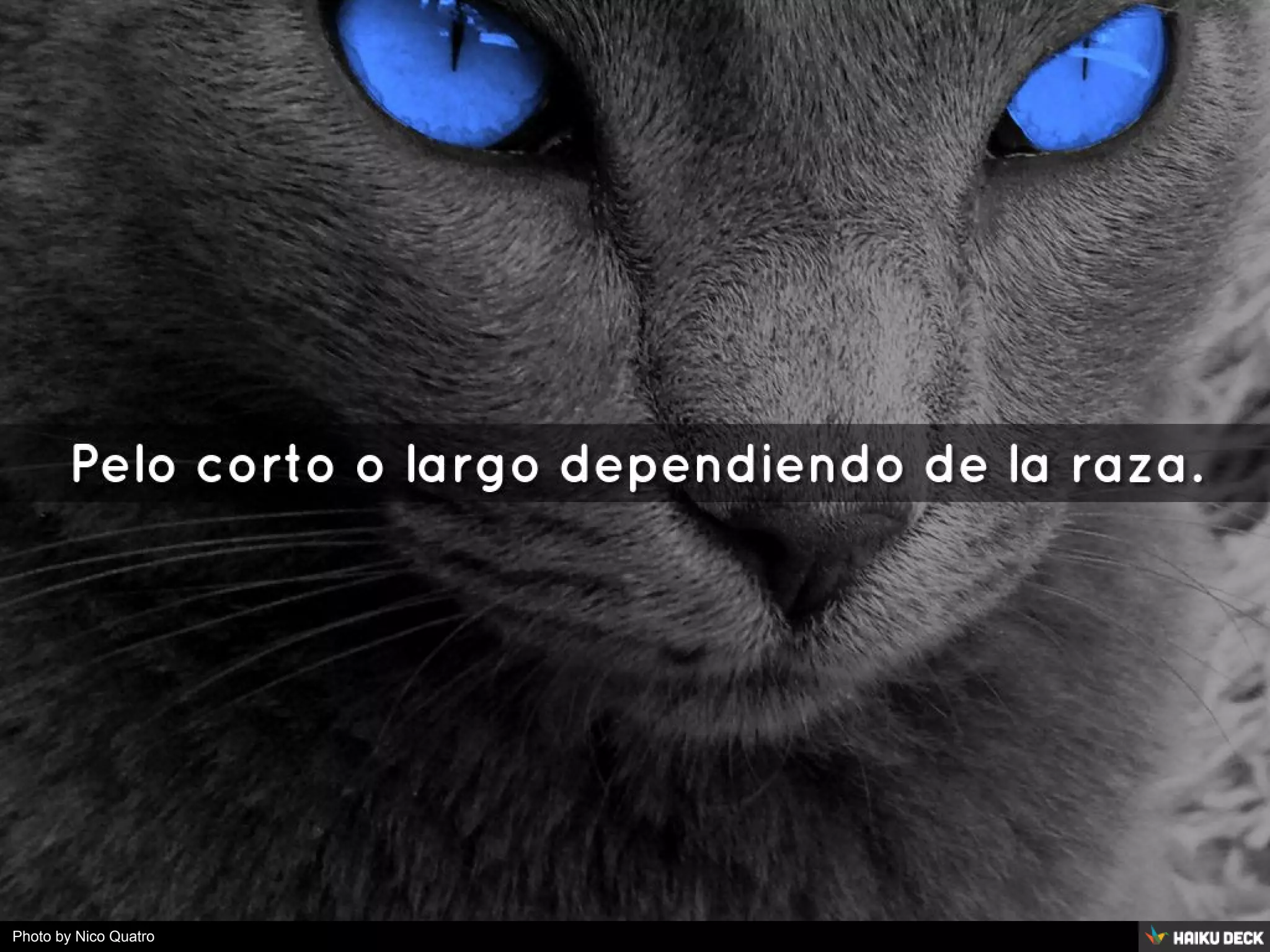 Los Gatos | PPT