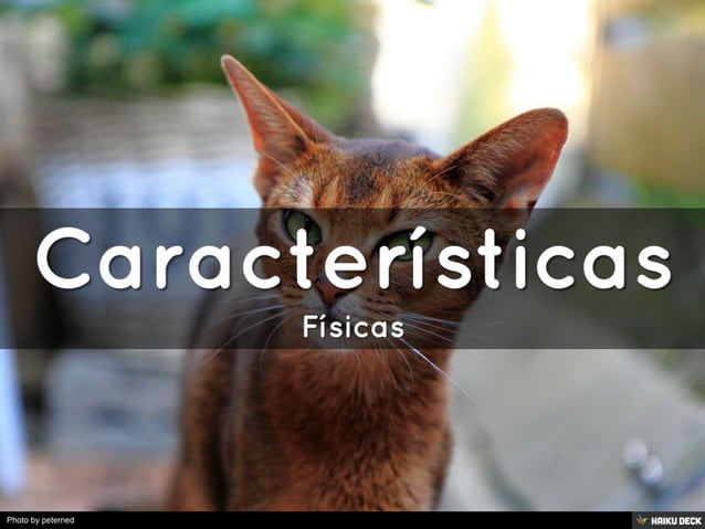 Los Gatos | PPT
