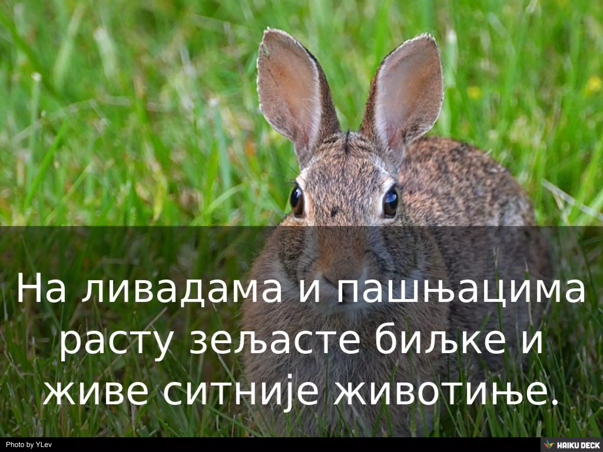 ЛИВАДЕ И ПАШЊАЦИ НАШЕГ ЗАВИЧАЈА | PPT