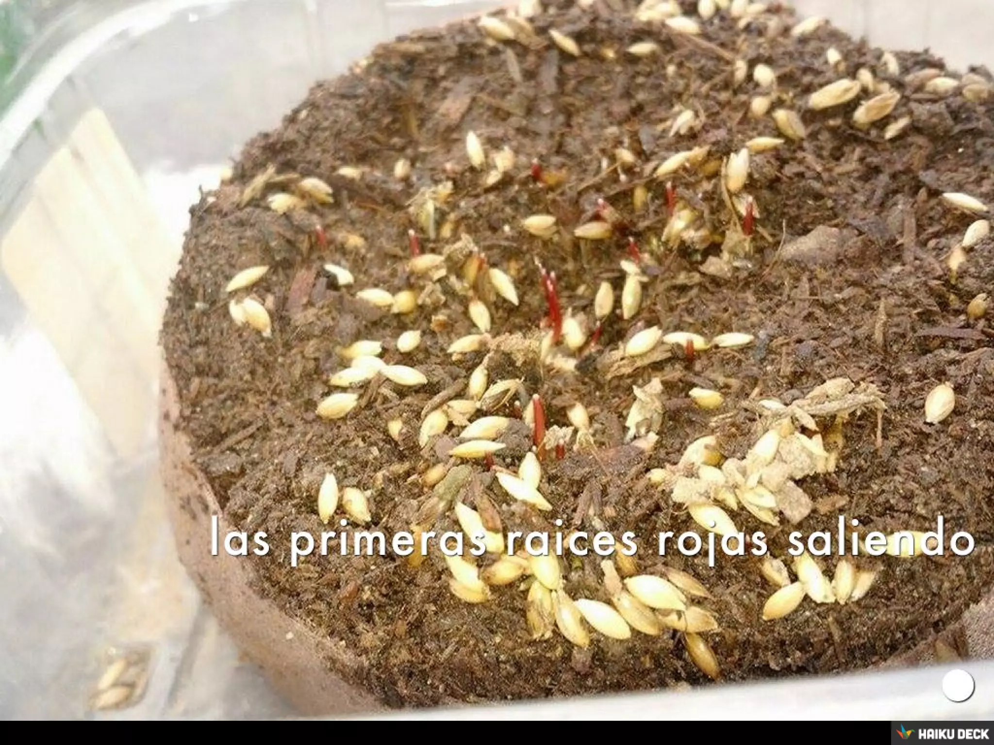 Mister Grass | PDF