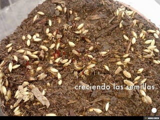 Mister Grass | PDF