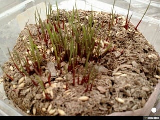 Mister Grass | PDF