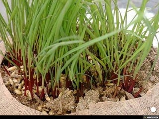 Mister Grass | PDF