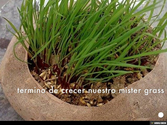 Mister Grass | PDF