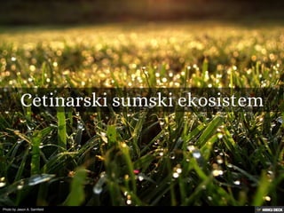 Sumski ekosistemi | PDF