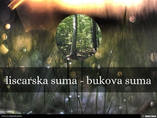 Sumski ekosistemi | PDF