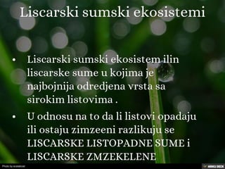 Sumski ekosistemi | PDF