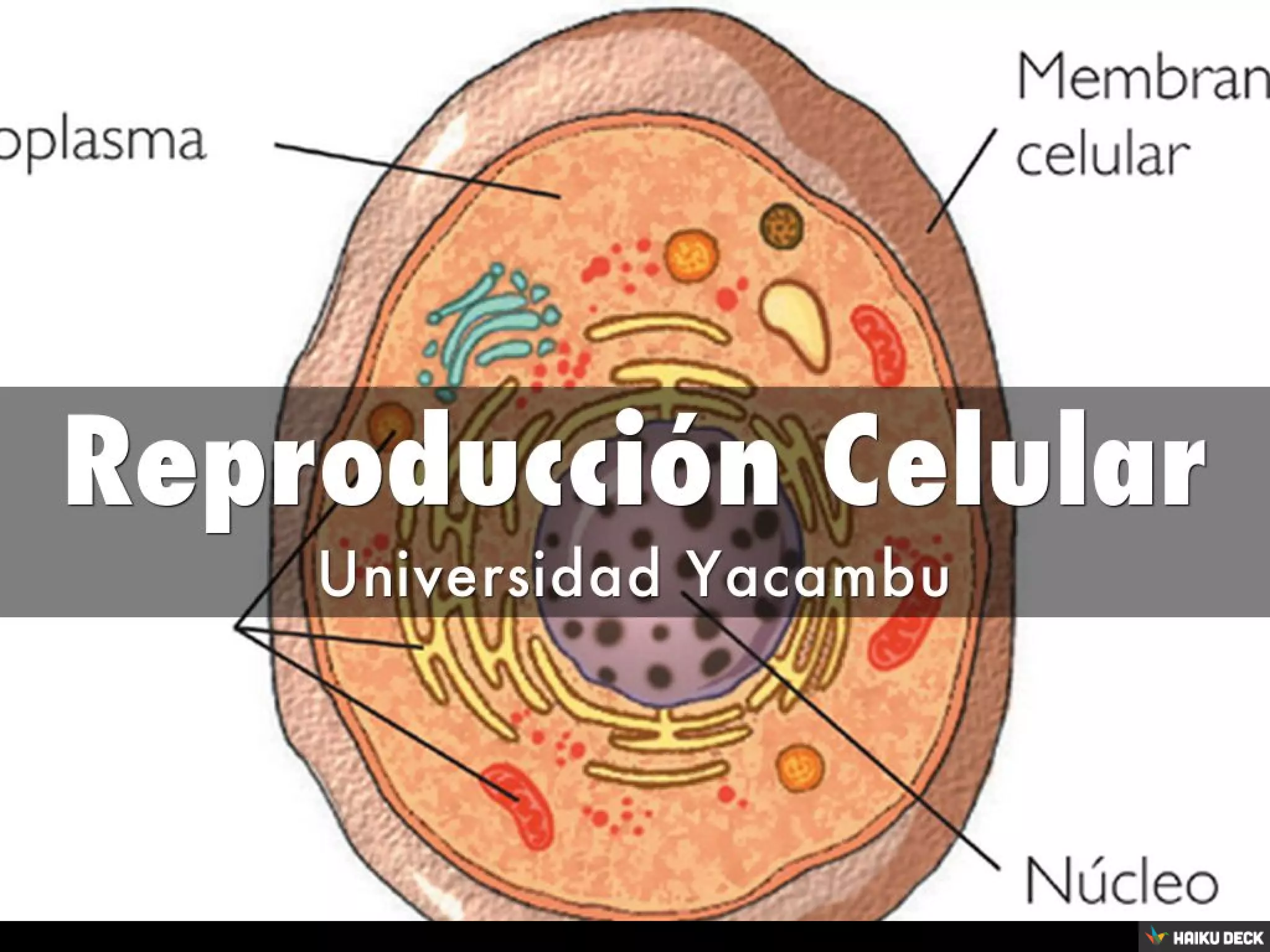 Reproducción Celular | PPT