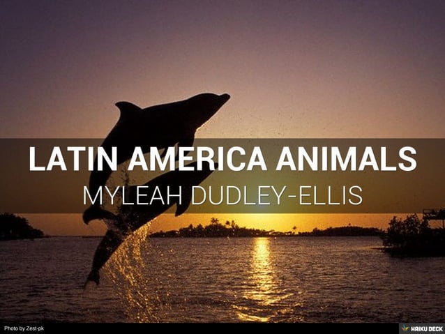 Latin America Animals | PPT